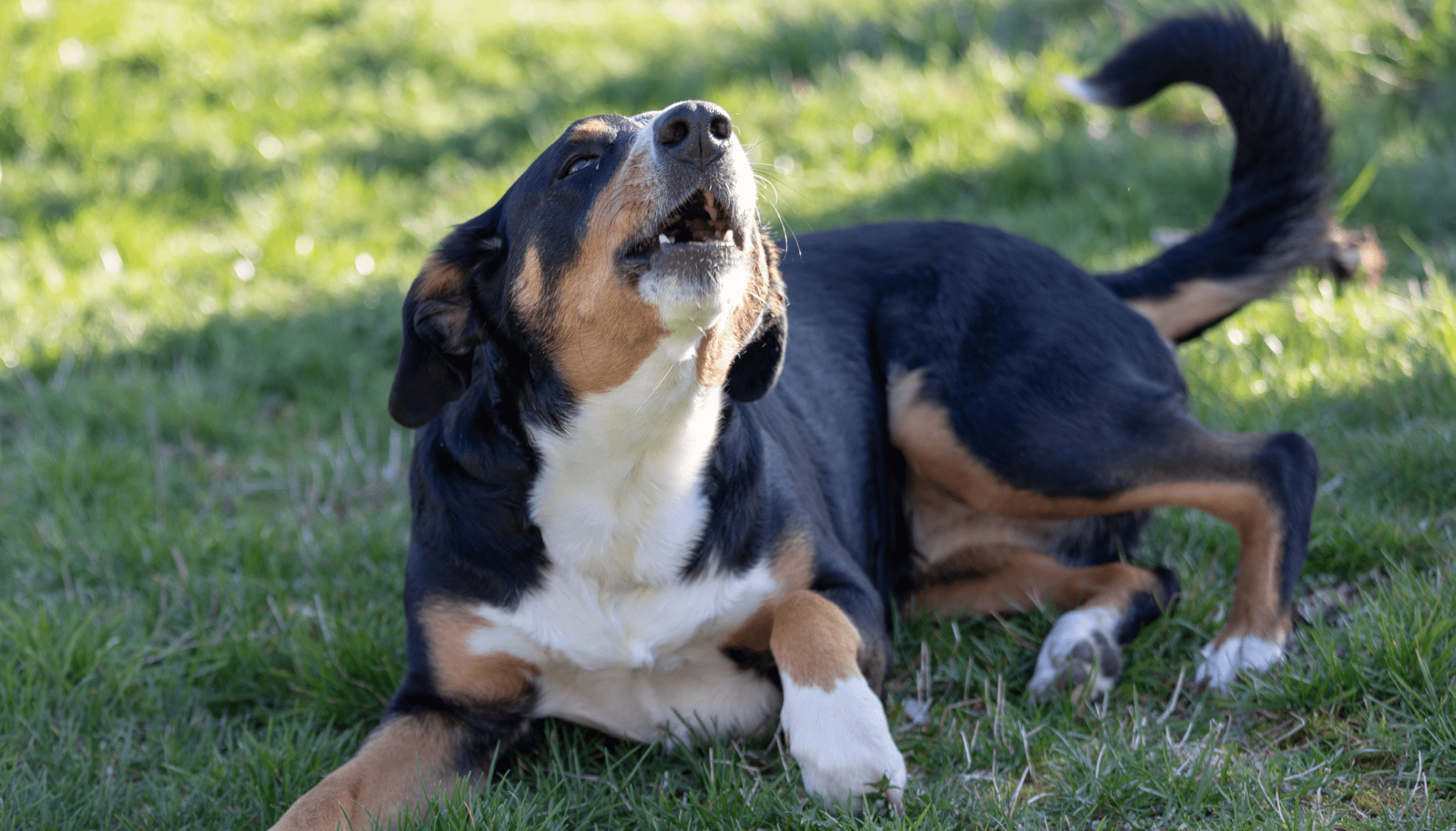 A guide to DoggoLingo - the social media language of dogs – Barking ...