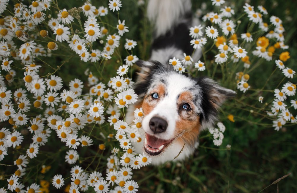Can dogs get hay fever? Dr Scott reveals the symptoms to look out for ...