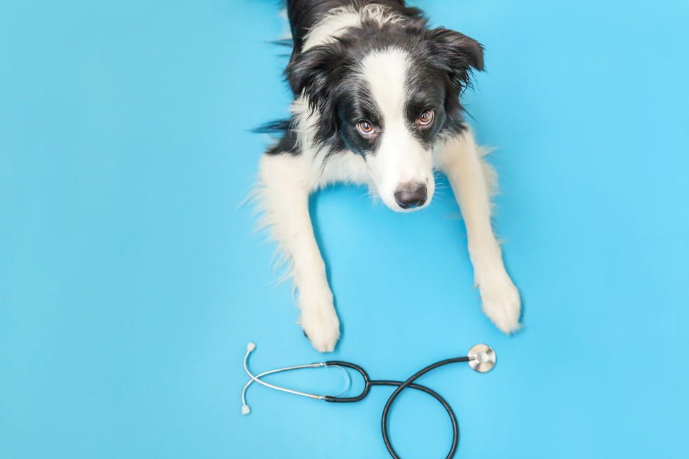 Head to Paw Examination: an at-home guide to your dog’s health ...