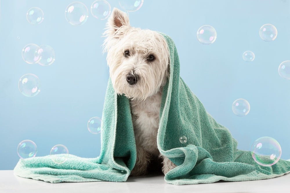 How often should you wash your dog? Our top dog grooming tips – Barking ...