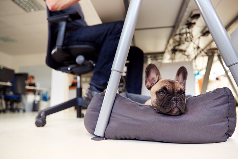 Ready, Set, Woof! How to Prep for Bringing Your Dog to the Office ...