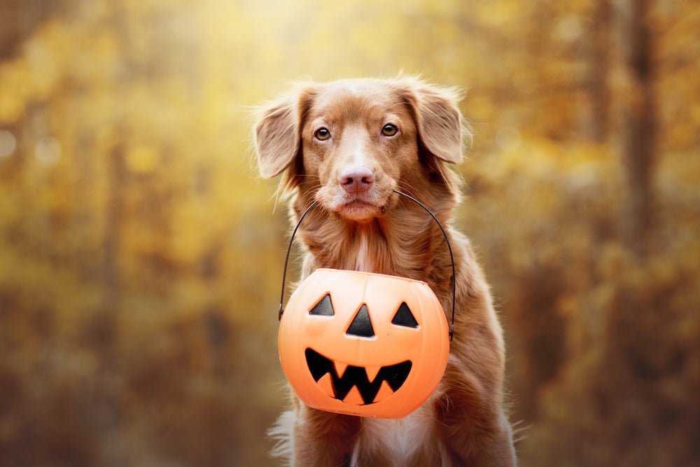 Tips for a Safe and Happy Howl-oween – Barking Heads & Meowing Heads
