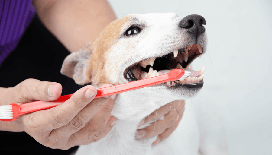 What happens in a Dog Dental Procedure? Vet Advice From Dr Scott Mille ...