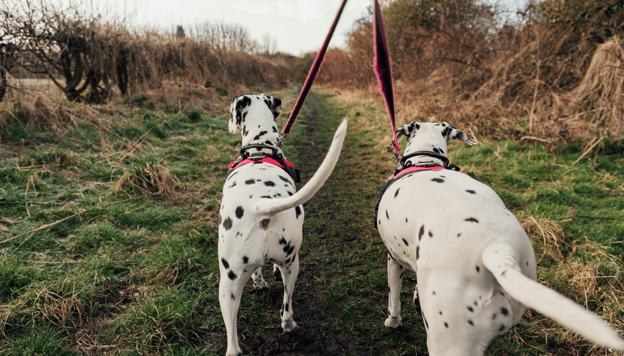 Why do dogs wag their tails? - Vet Advice by Vet Dr Scott Miller ...