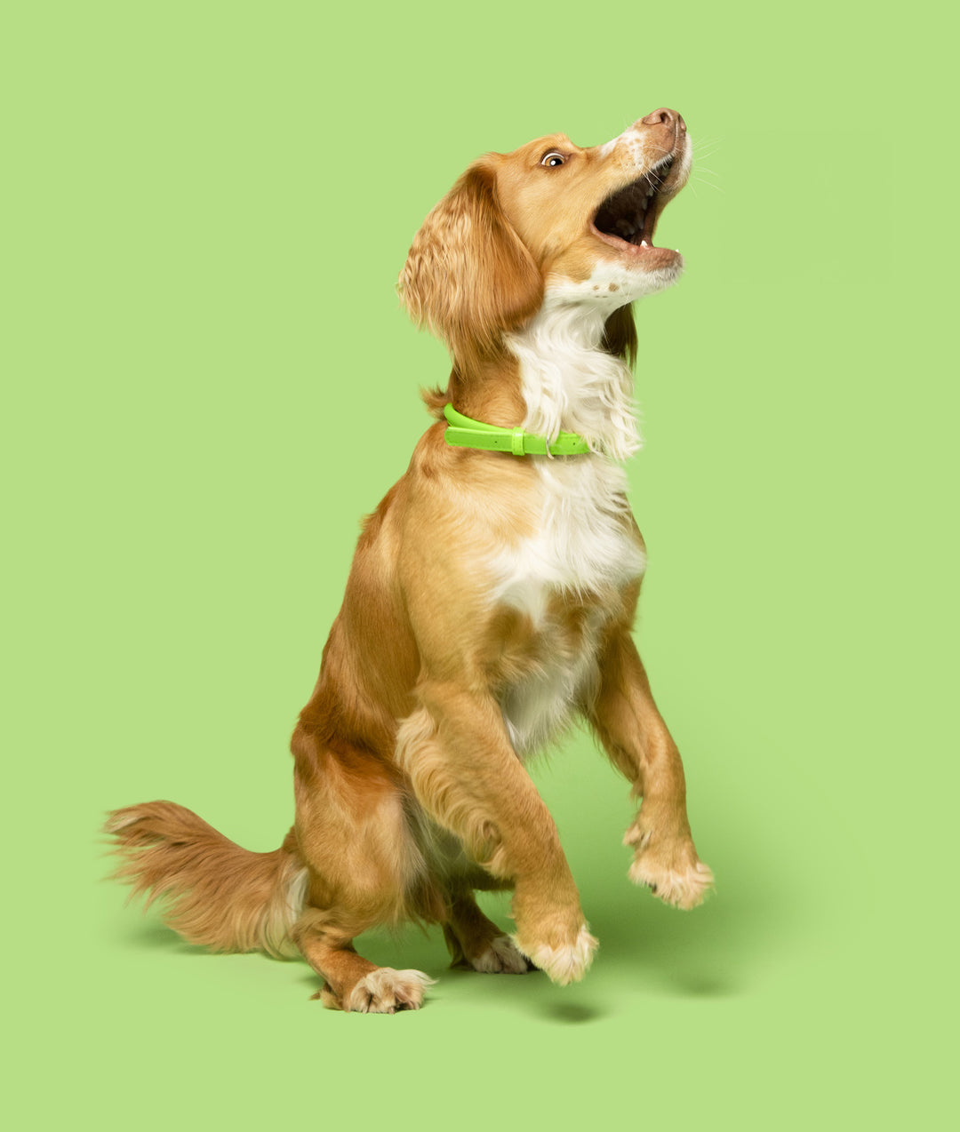 Our Tasty & Tailored Wellness Range – Barking Heads & Meowing Heads